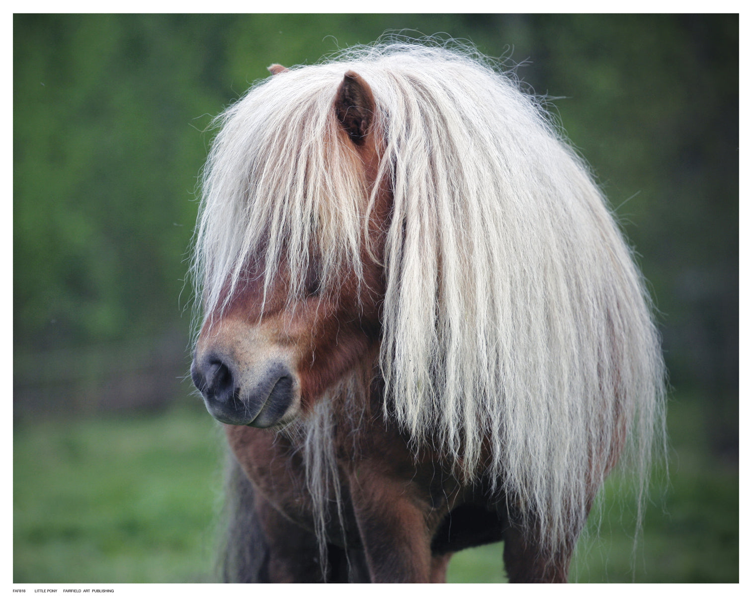 Little Pony