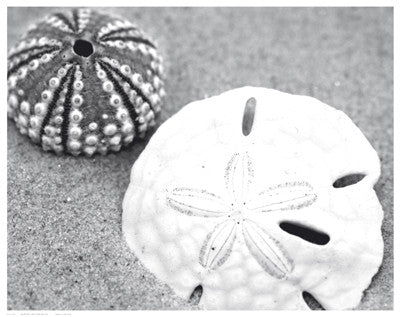 Sand Dollar and Sea Urchin | Art Print | FairfieldArtPub.com